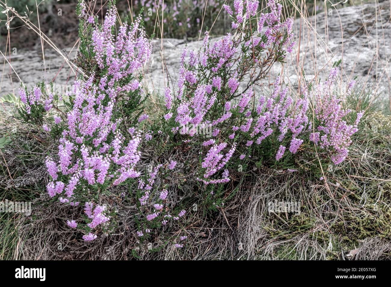 Scandinavian summer hi-res stock photography and images - Alamy