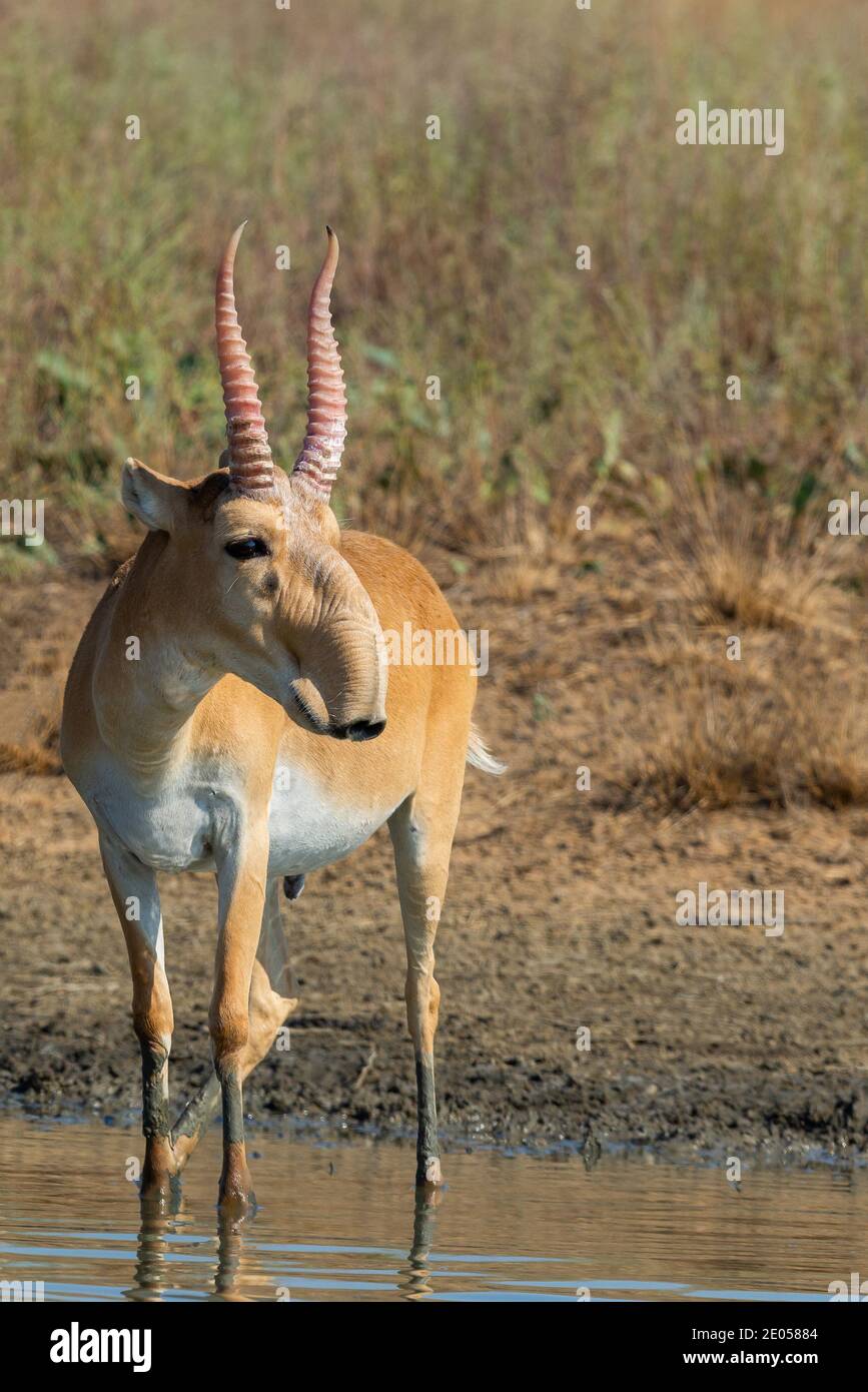 Saiga antelope hi-res stock photography and images - Alamy