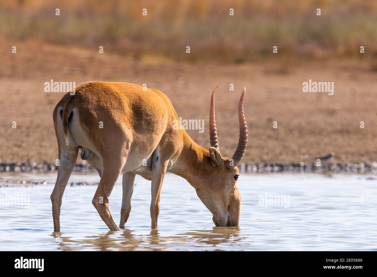 Wild male Saiga antelope or Saiga tatarica in steppe. Federal nature ...