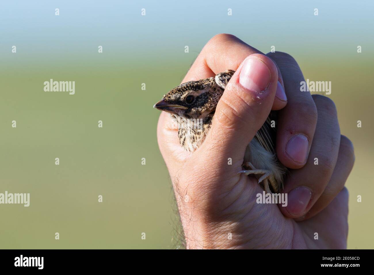 Slug Skylark in men hand. Work of biologists on bird counting Stock ...