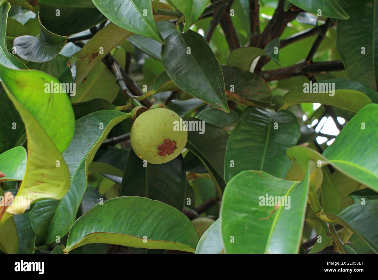 Mangosteen tree hi-res stock photography and images - Alamy