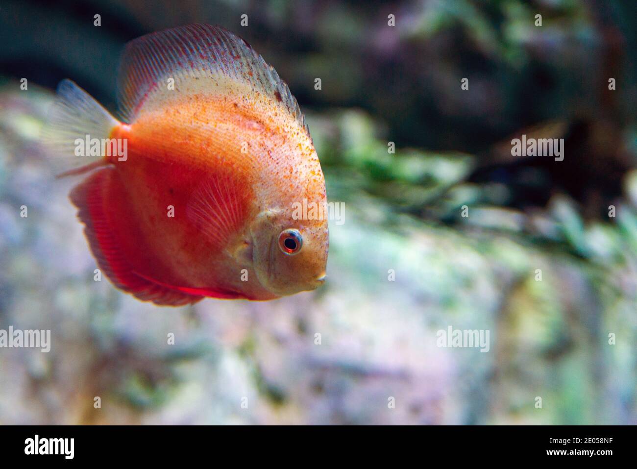 Freshwater aquarium fish symphysodon Discus or Symphysodon Stock Photo ...