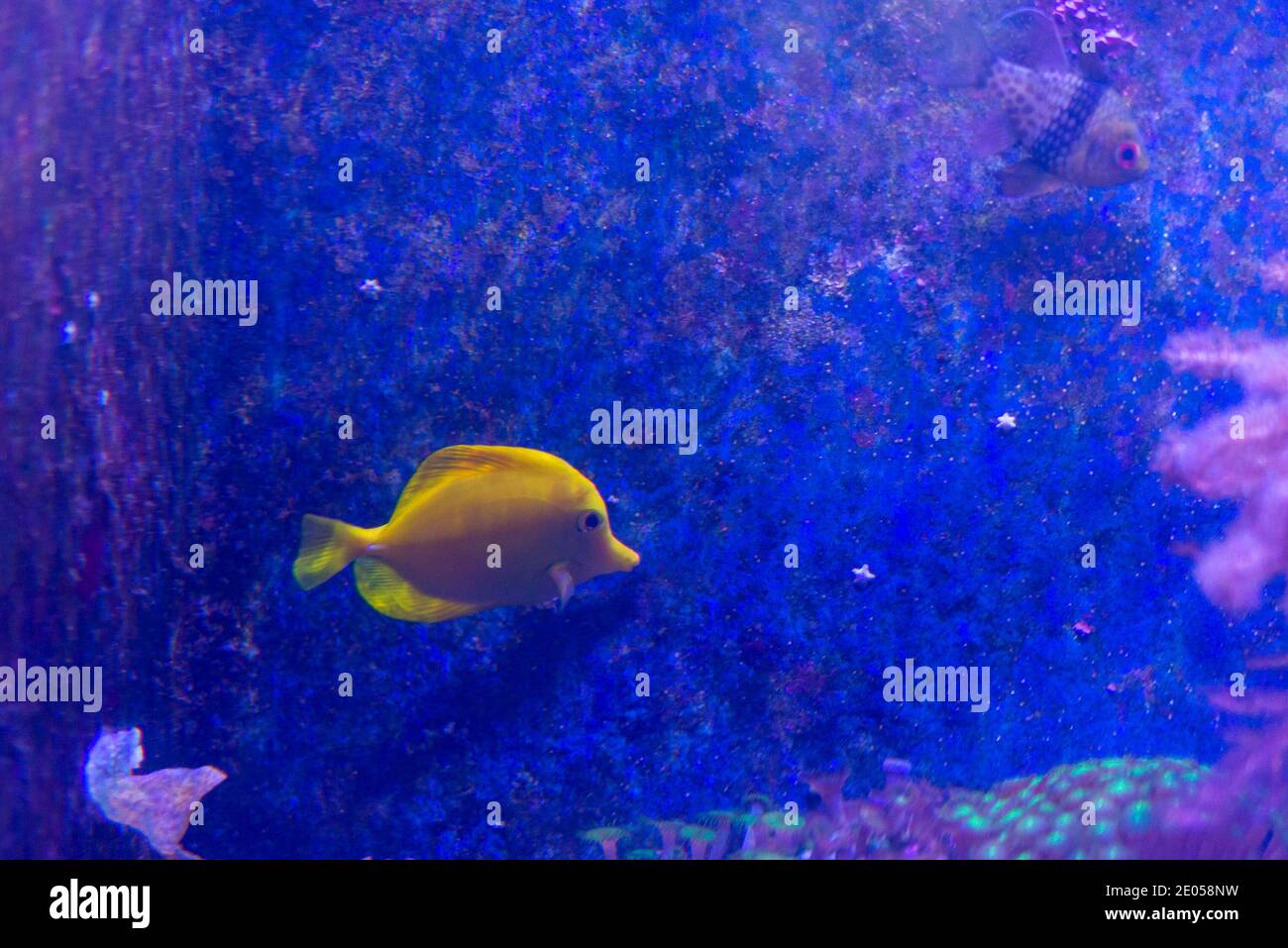 Yellow Hawaiian Tang or Zebrasoma flavescens in aquarium Stock Photo ...