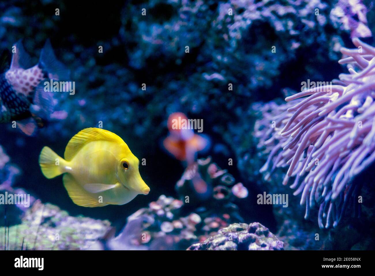 Yellow hawaiian tang hi-res stock photography and images - Alamy