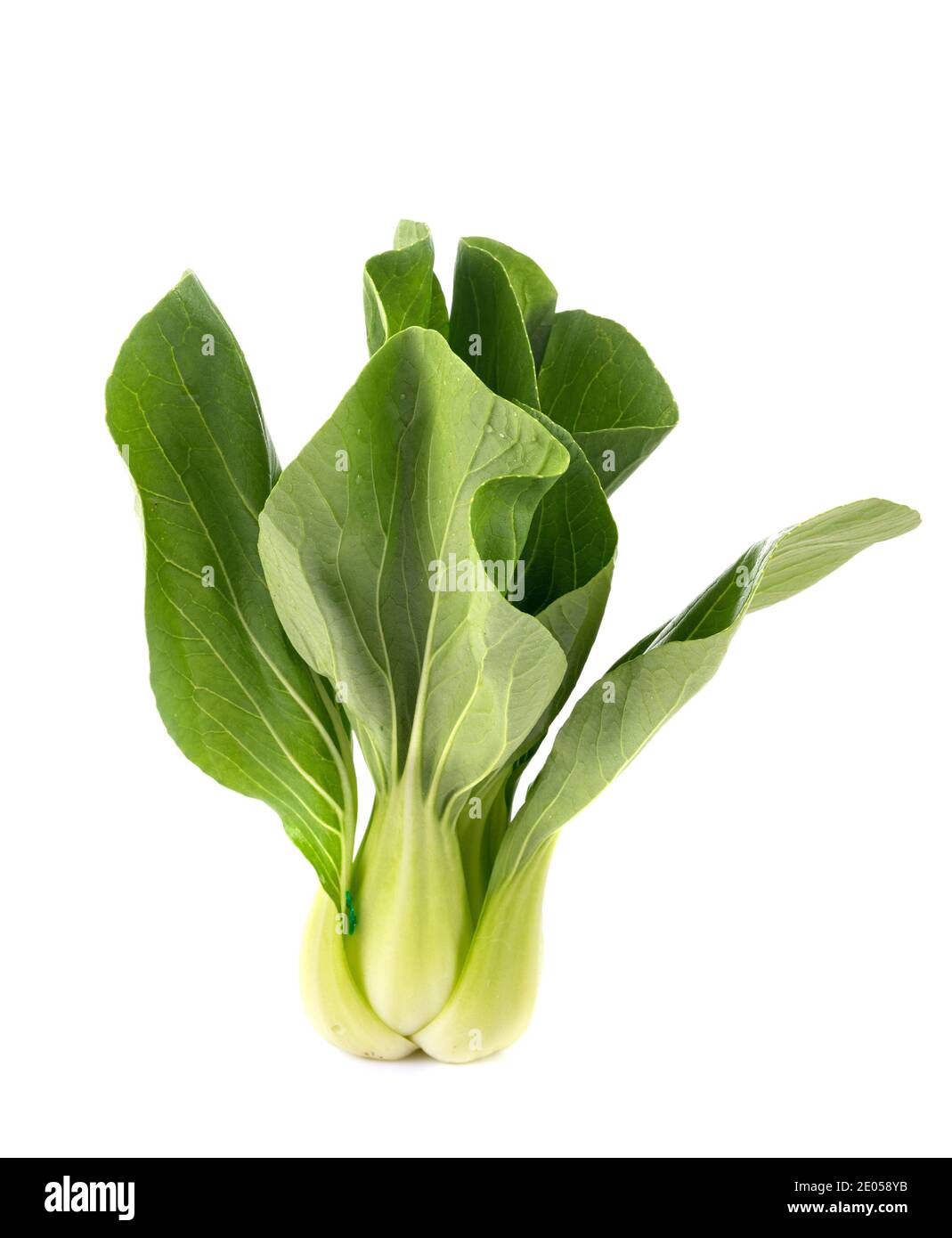 Whole pak choi in front of white background Stock Photo - Alamy