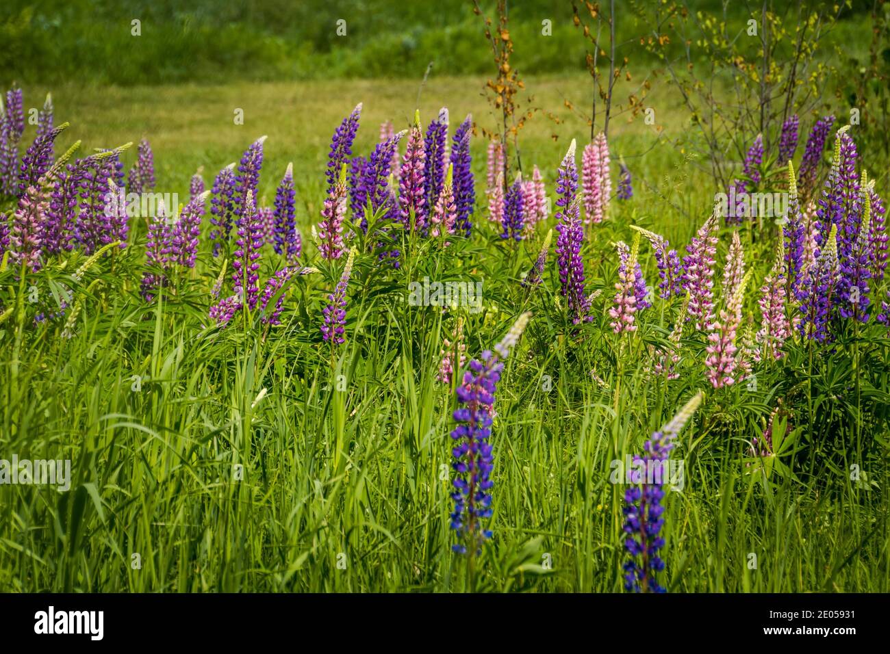 Green grass meadow with pink and purple lupin flowers summer background ...