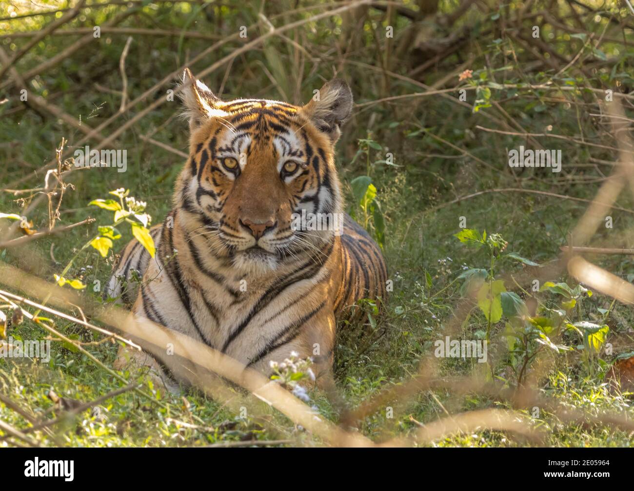Bandipur autumn hi-res stock photography and images - Alamy