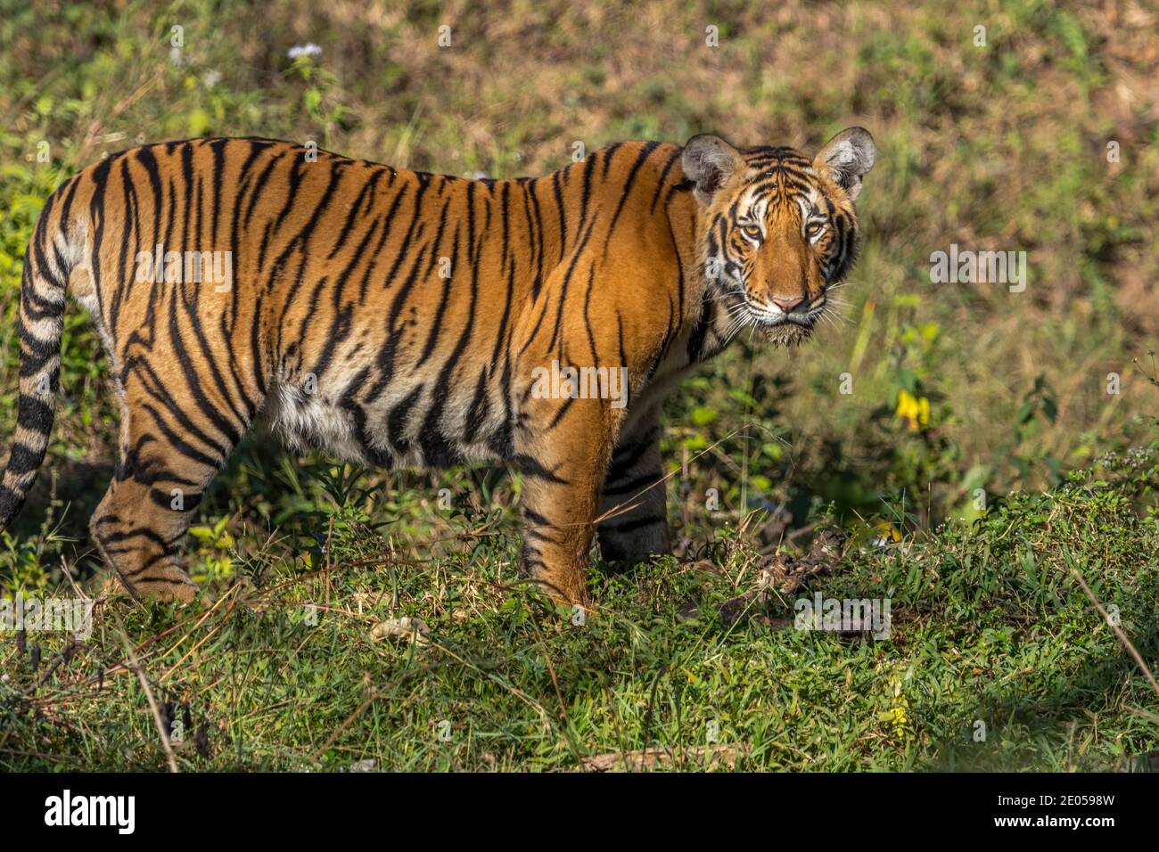 Tiger staring hi-res stock photography and images - Alamy