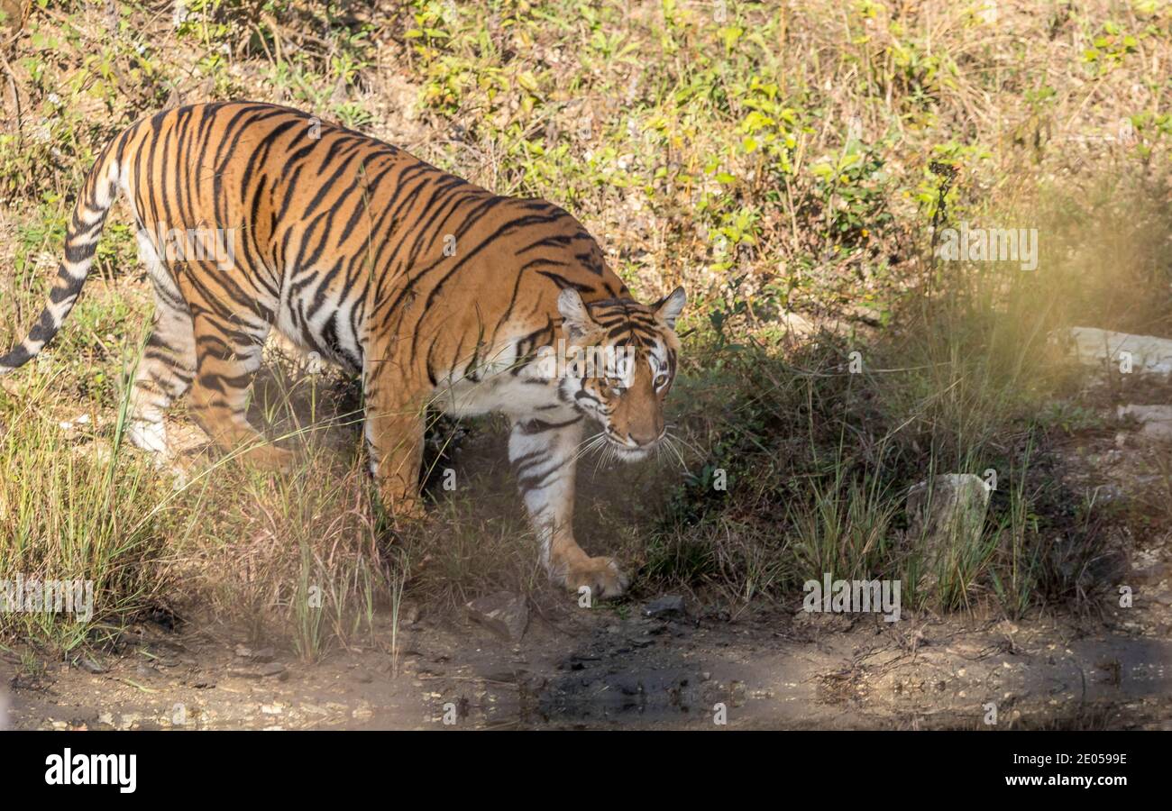 Tiger staring hi-res stock photography and images - Alamy