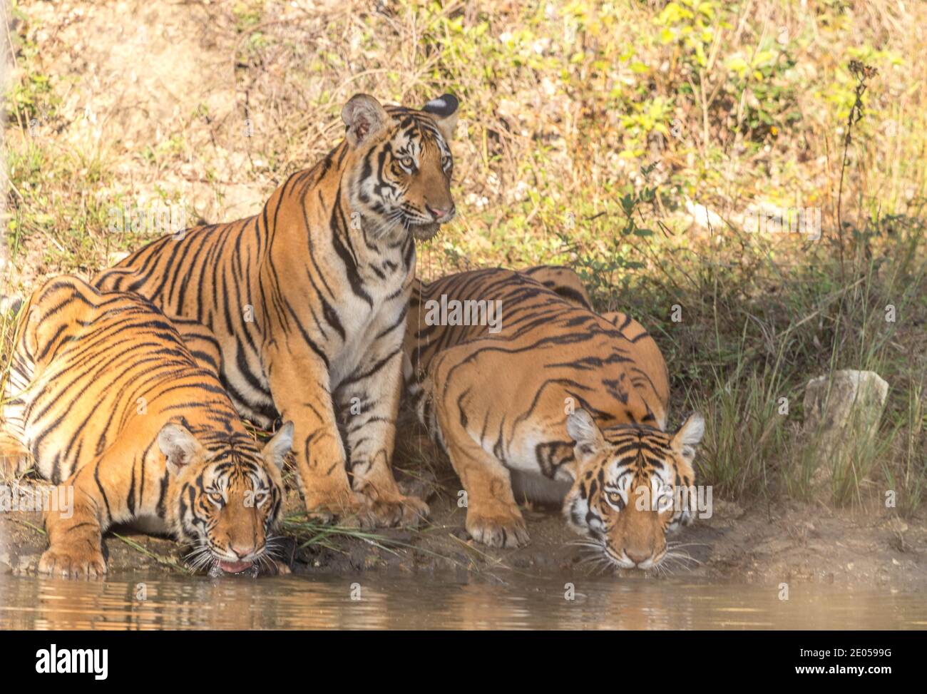 Sundari tree hi-res stock photography and images - Alamy