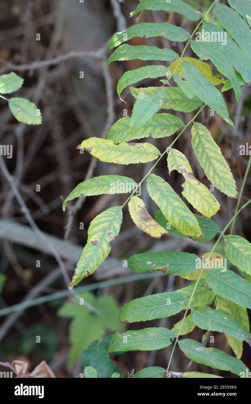 Lanceolate leaves, Southern Black Walnut, Juglans Californica ...