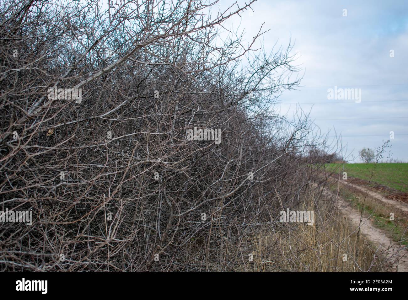 Wild plum thickets between fields Stock Photo - Alamy