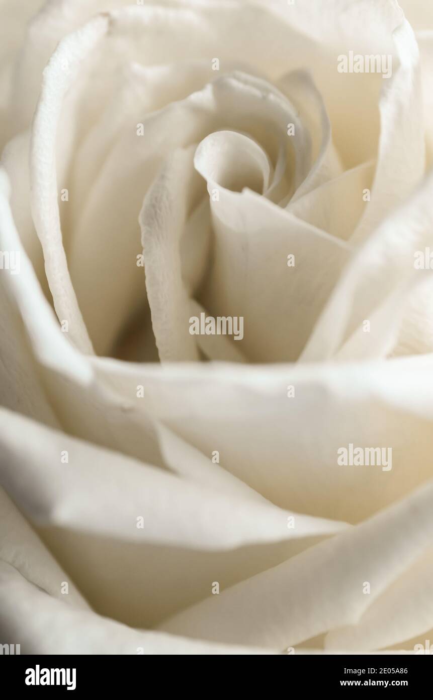 Cream colored rose hi-res stock photography and images - Alamy