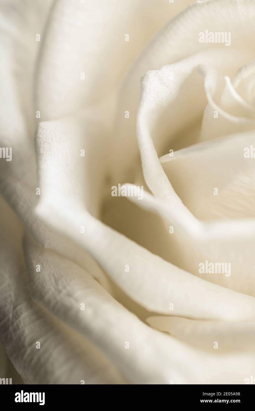 Rosa chinensis, white cream colored rose, close-up with fine details ...