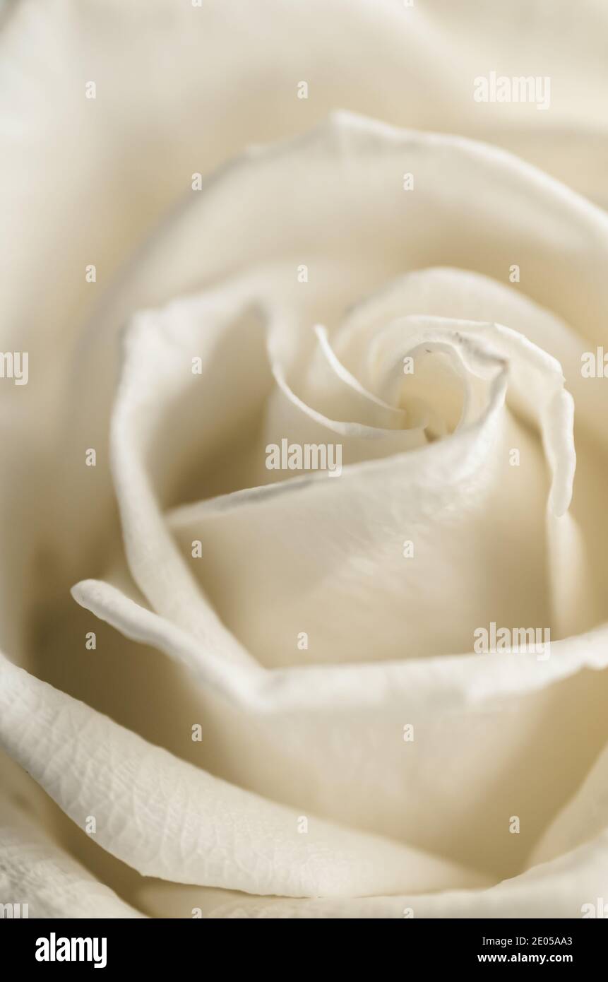 Rosa chinensis, white cream colored rose, close-up with fine details ...