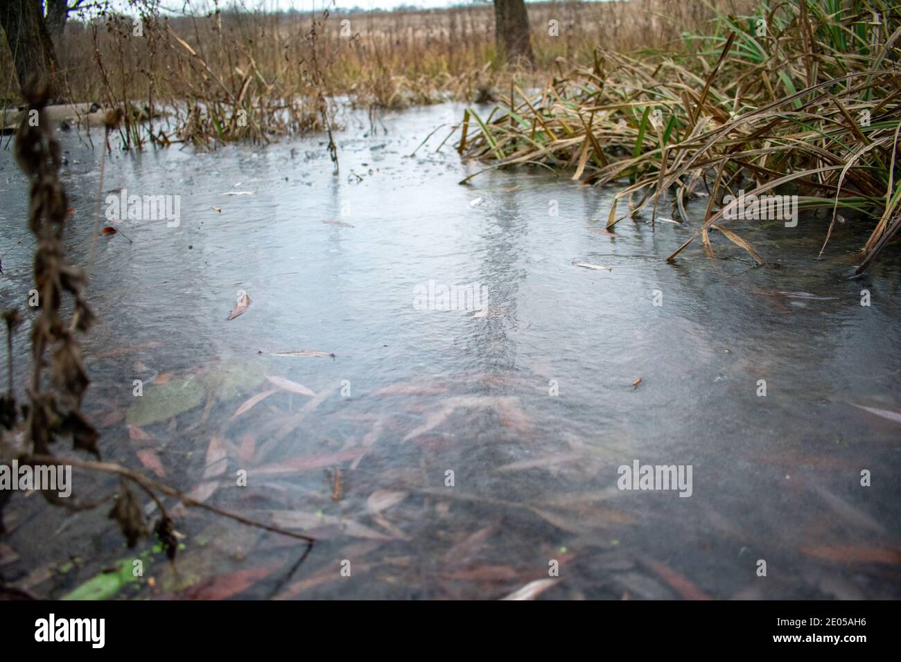 Frozen swamp in winter Stock Photo - Alamy