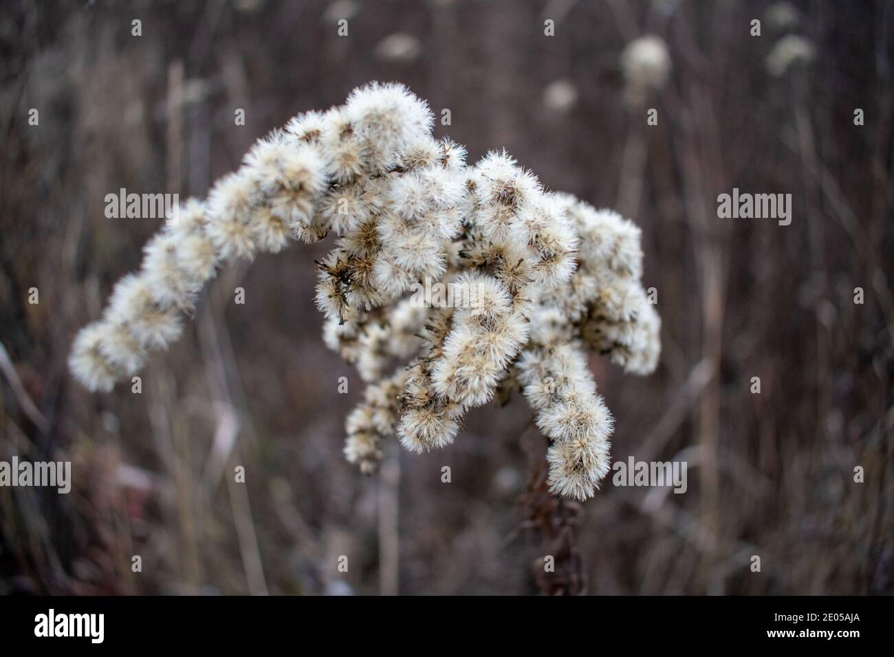 Fluffy field grass in late autumn, seeds Stock Photo - Alamy