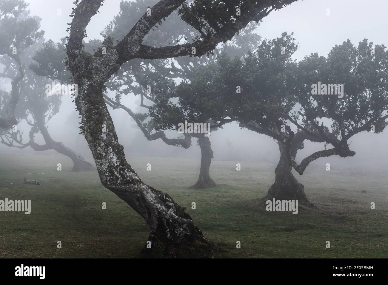 Ancient laurel trees hi-res stock photography and images - Alamy