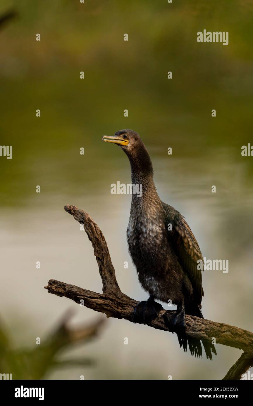 great cormorant or large black cormorant portrait during breeding ...