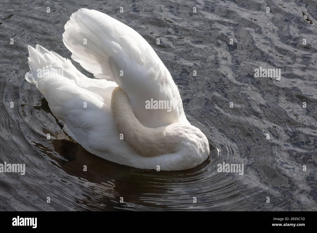Swan scratching its back with its beak on a river Stock Photo - Alamy