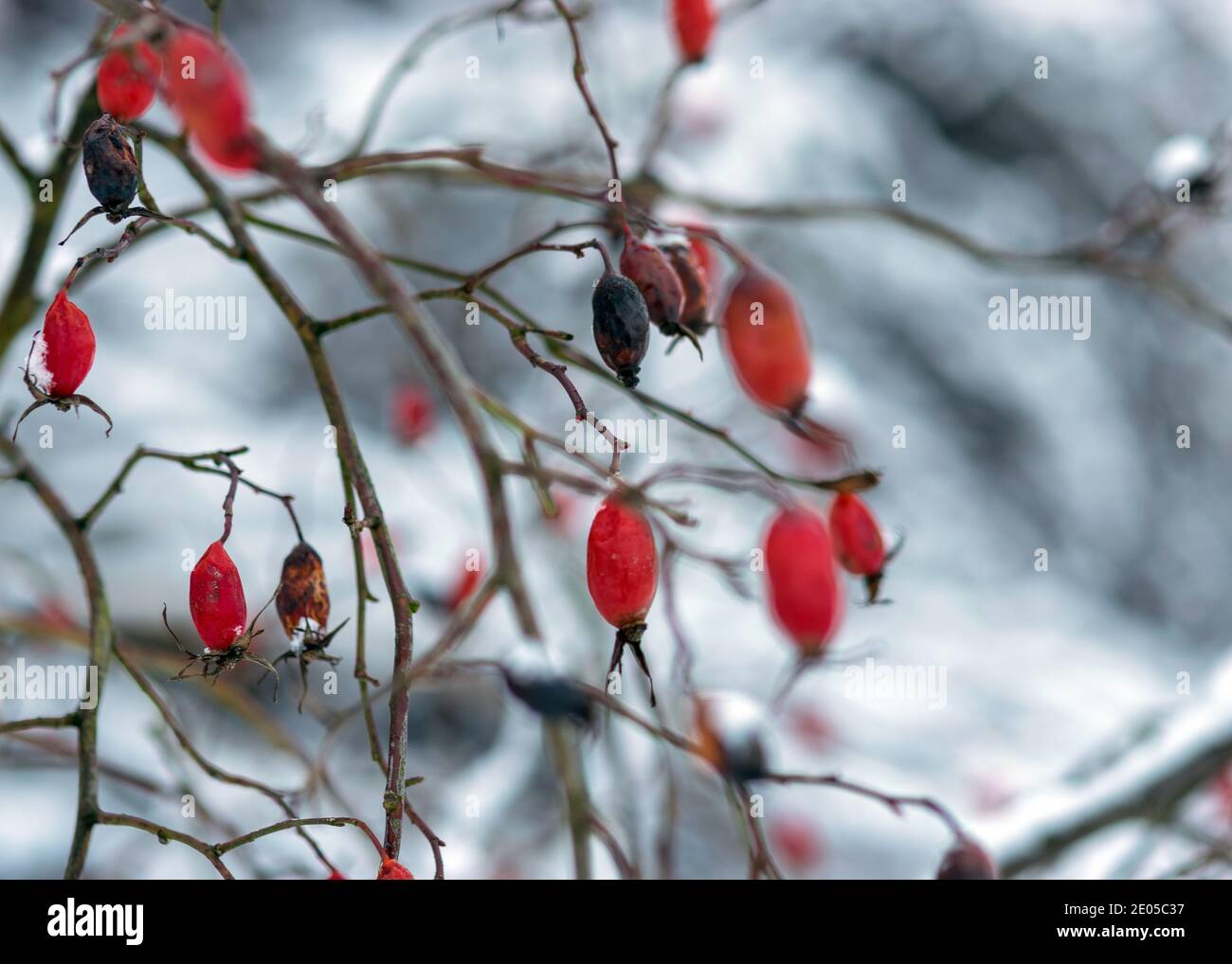 abstract tree branch patterns, snowy tree branches with red berries, beautiful winter texture ...