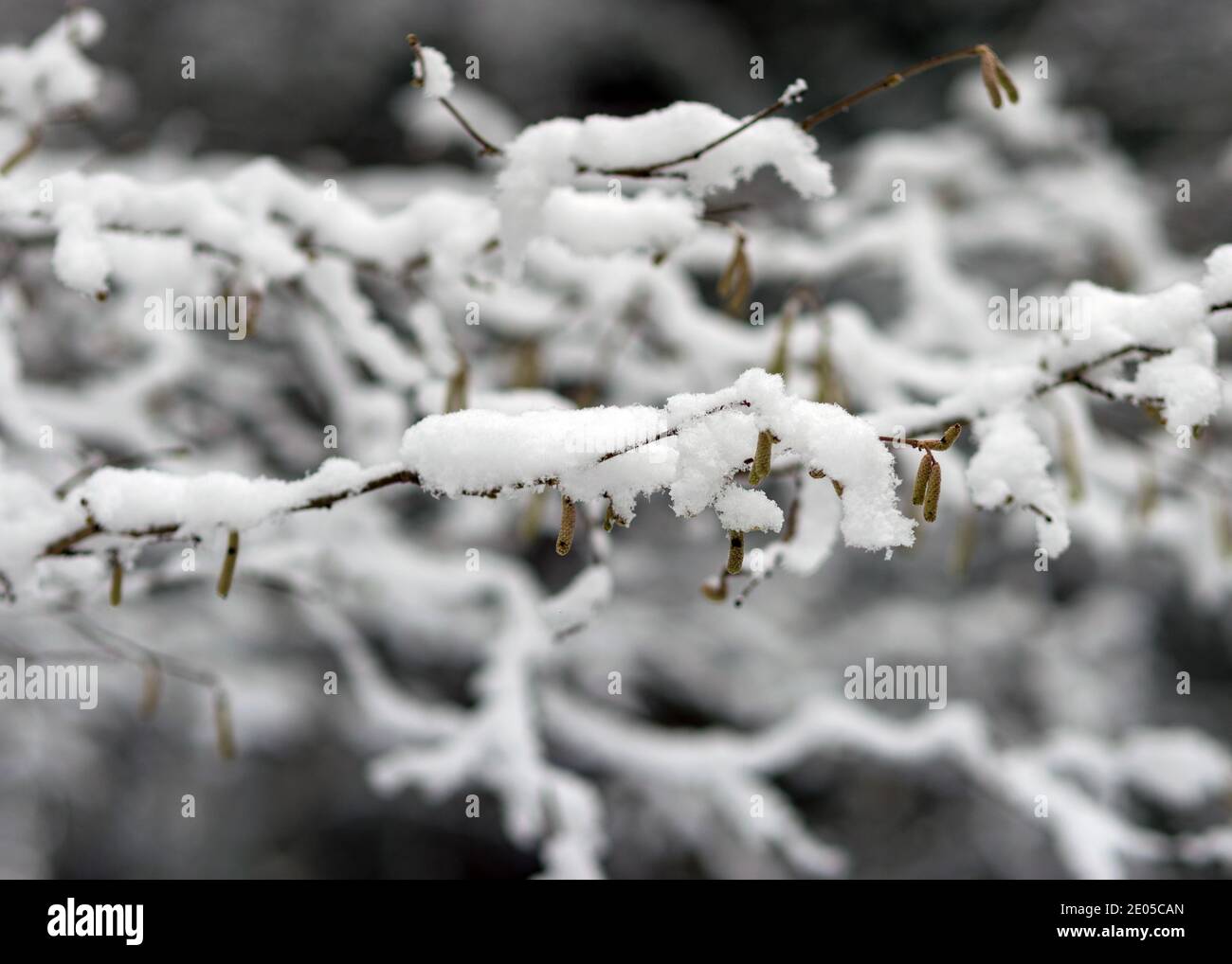 abstract tree branch patterns, snow-covered tree branches, beautiful ...