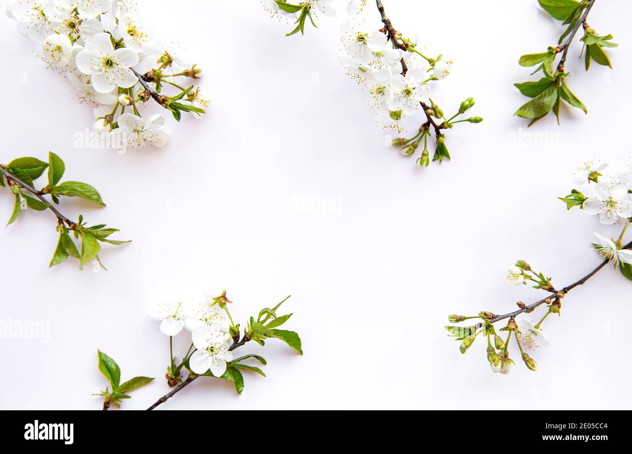 Spring border background with beautiful white flowering branches. White ...