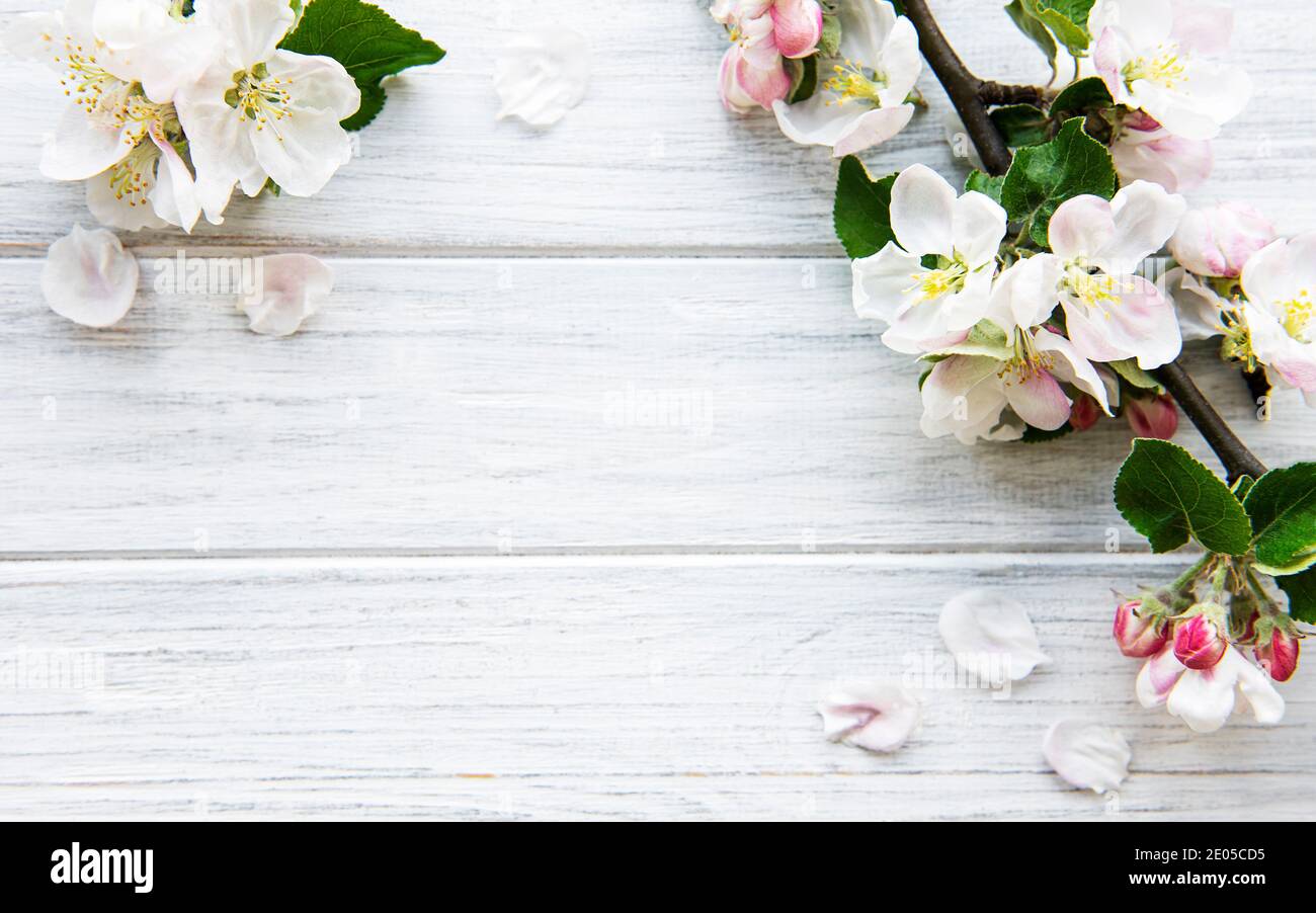 Spring border background with beautiful white flowering branches. White ...
