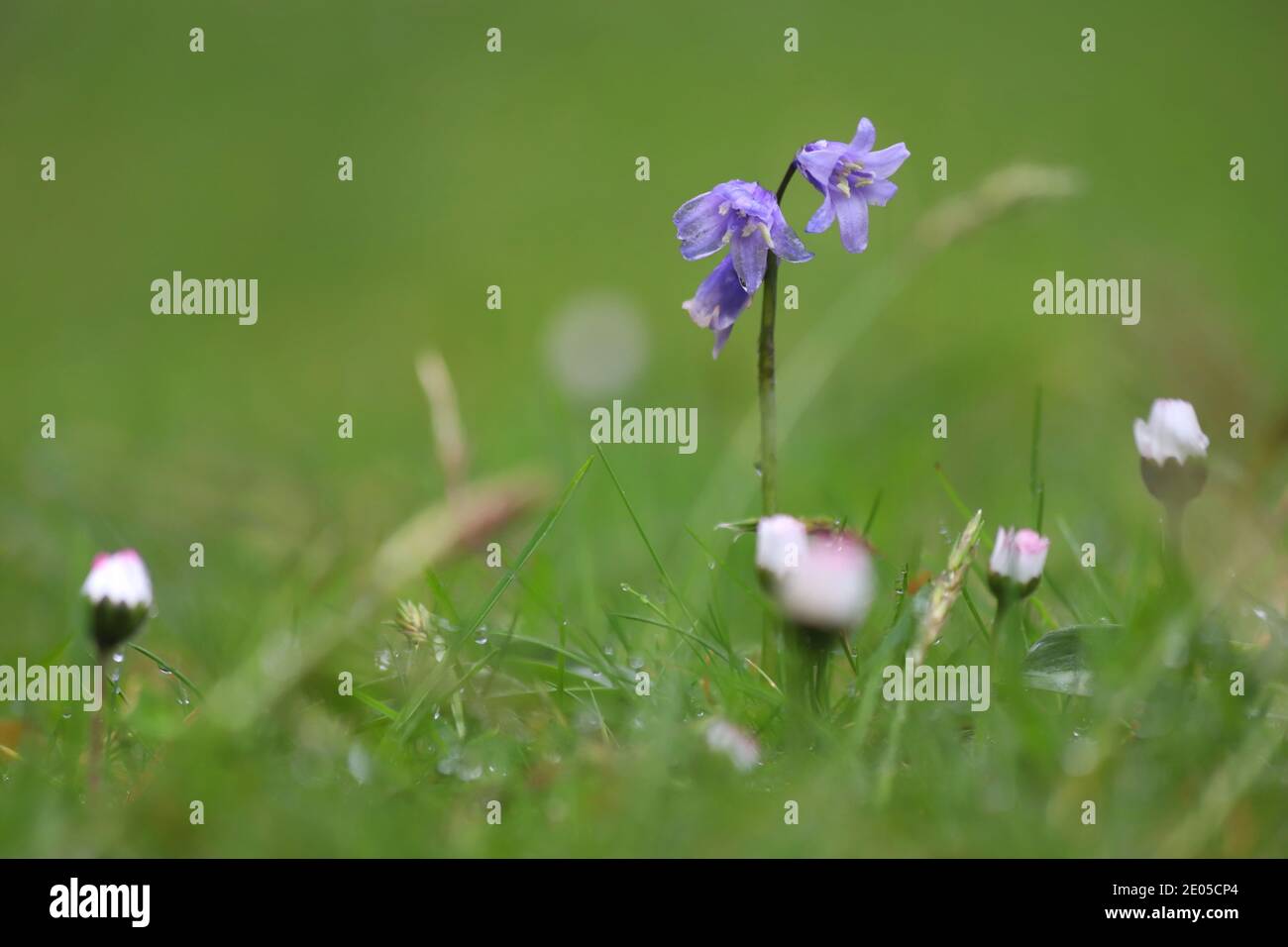 A single bluebell flowers above a carpet of short grass and closed ...