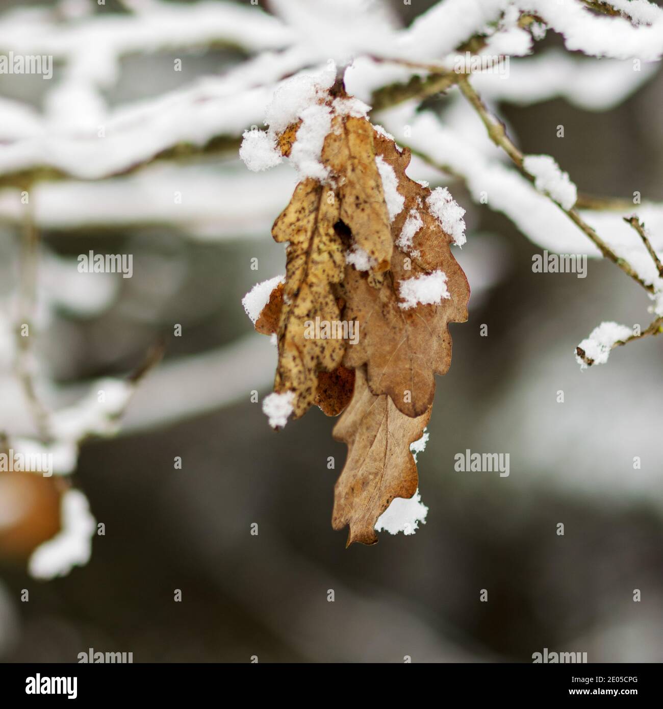 abstract tree branch patterns, snow-covered tree branches, beautiful ...