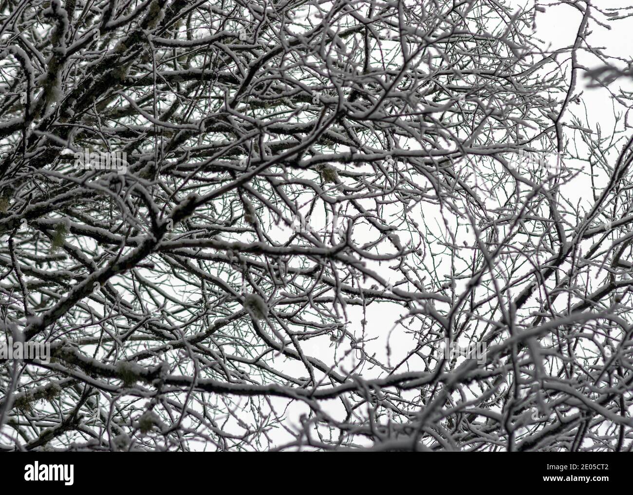abstract tree branch patterns, snow-covered tree branches, beautiful ...