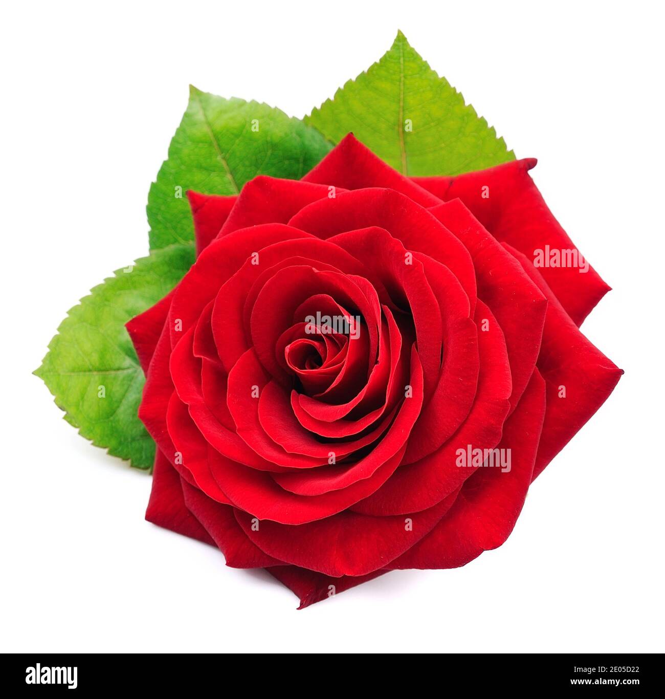 Single red rose with leaves isolated on white background Stock Photo ...