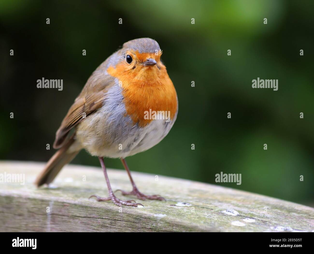 A portrait of a pretty European Robin perched on the arm of a wooden ...