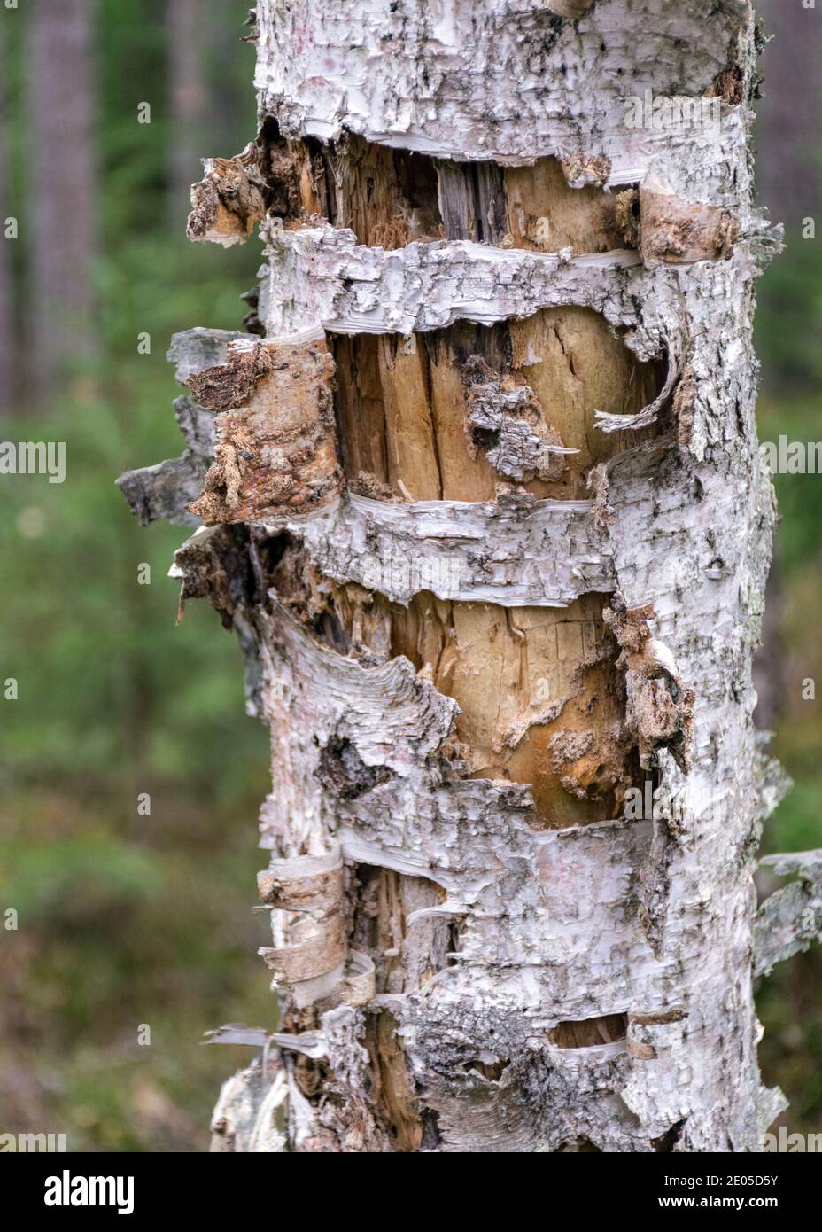 Dead birch tree hi-res stock photography and images - Alamy