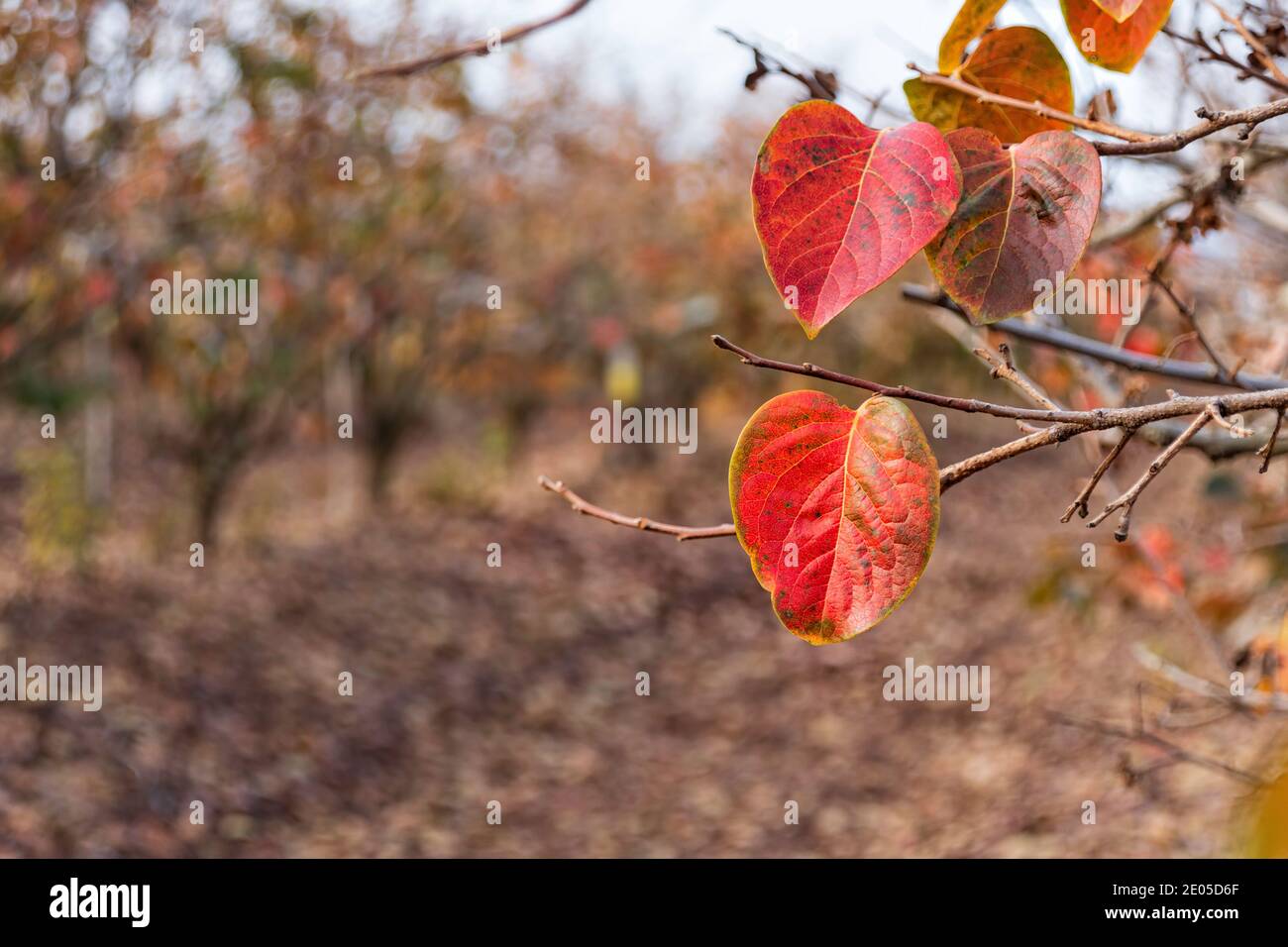 Persimmon tree garden hi-res stock photography and images - Alamy