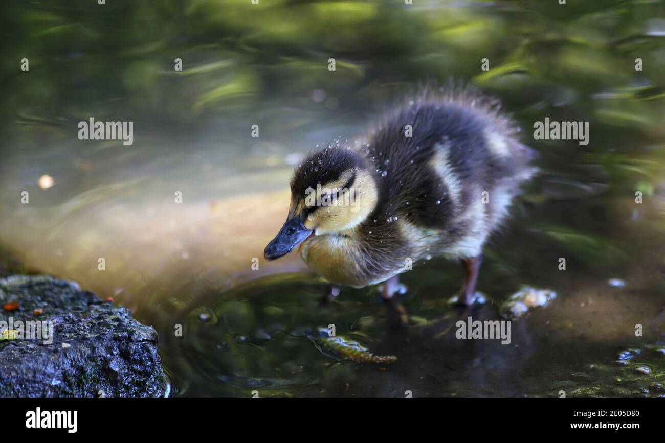 A tiny, fluffy Mallard duckling frolics in shallow water while caught ...