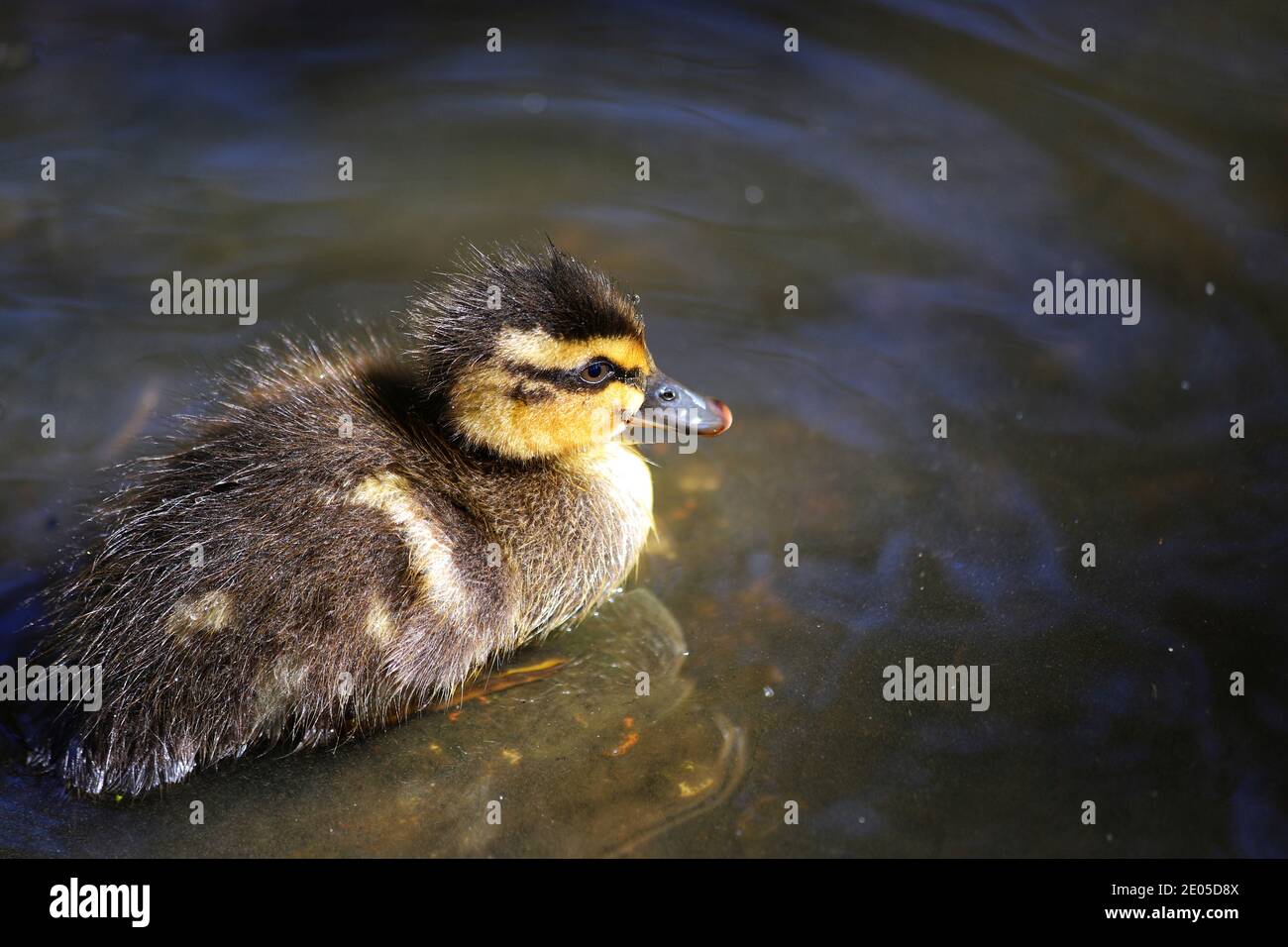 A tiny, fluffy Mallard duckling frolics in shallow water while caught ...