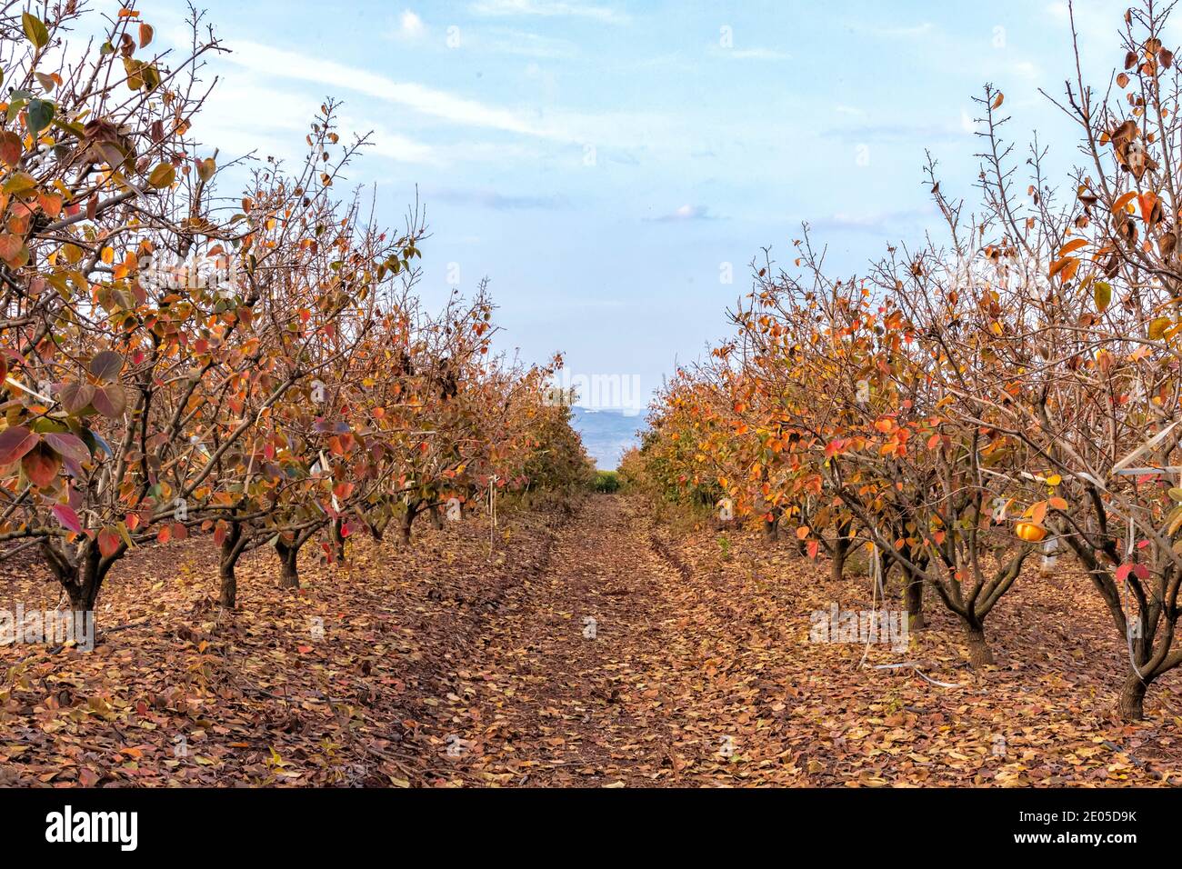 Rows of persimmon trees in orchard garden with colorful leaves on ...