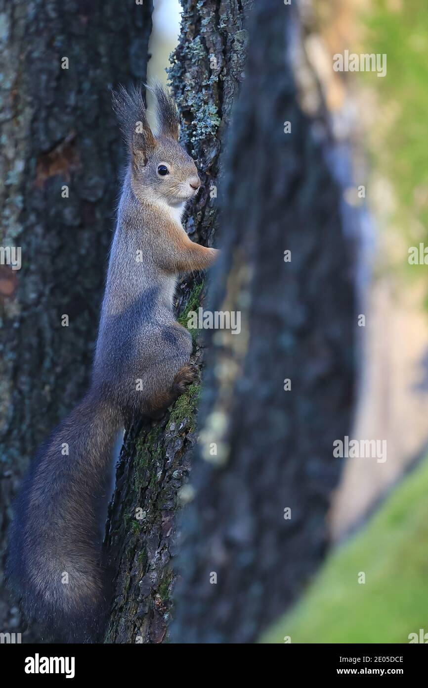 Squirrel pelt hi-res stock photography and images - Alamy