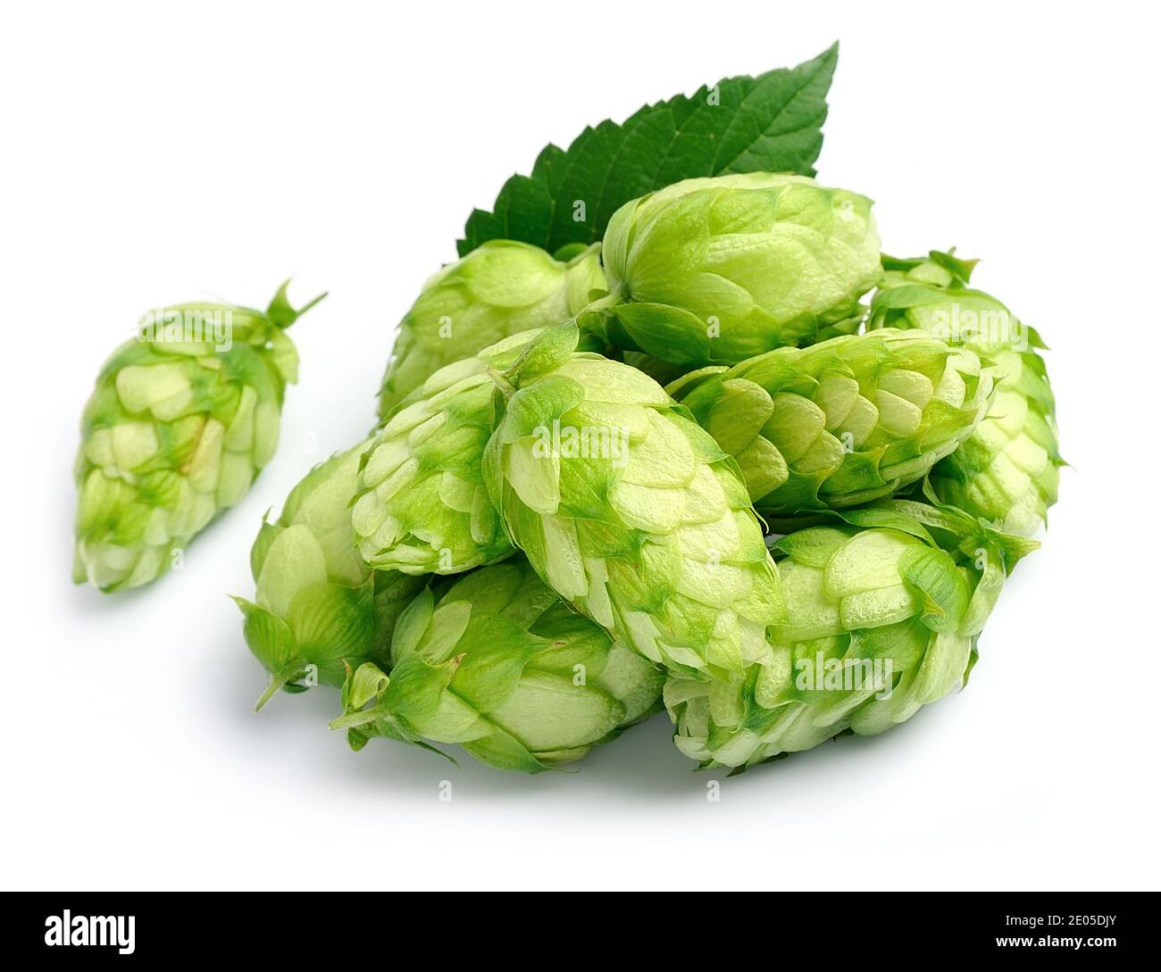 Hop plant isolated on white backgrounds Stock Photo - Alamy