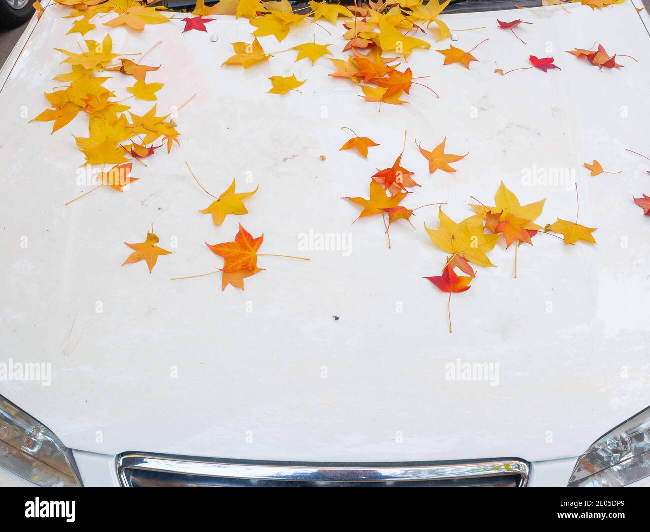 Orange maple leaves lie on the hood of a white stained car. Close-up ...
