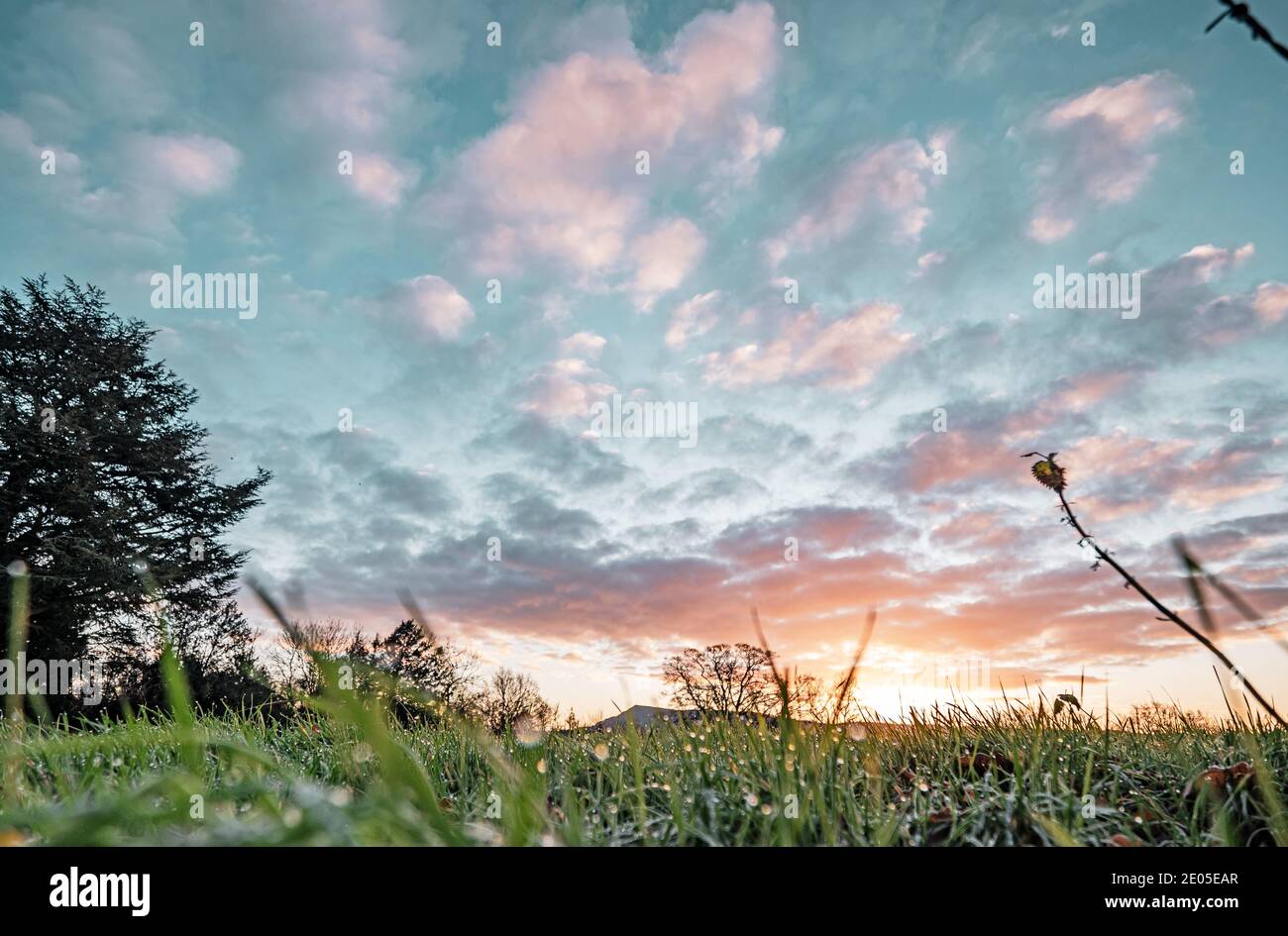 Low level, wide angle close up of frozen grass laden with dew on a ...