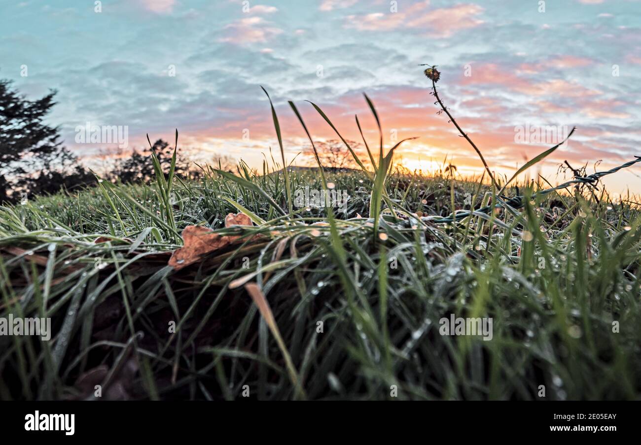 Low level, wide angle close up of frozen grass laden with dew on a ...