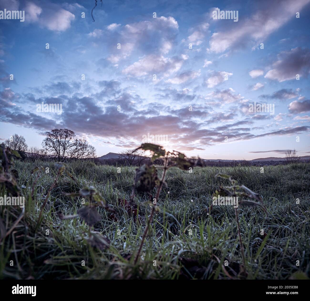 Low level, wide angle close up of frozen grass laden with dew on a ...