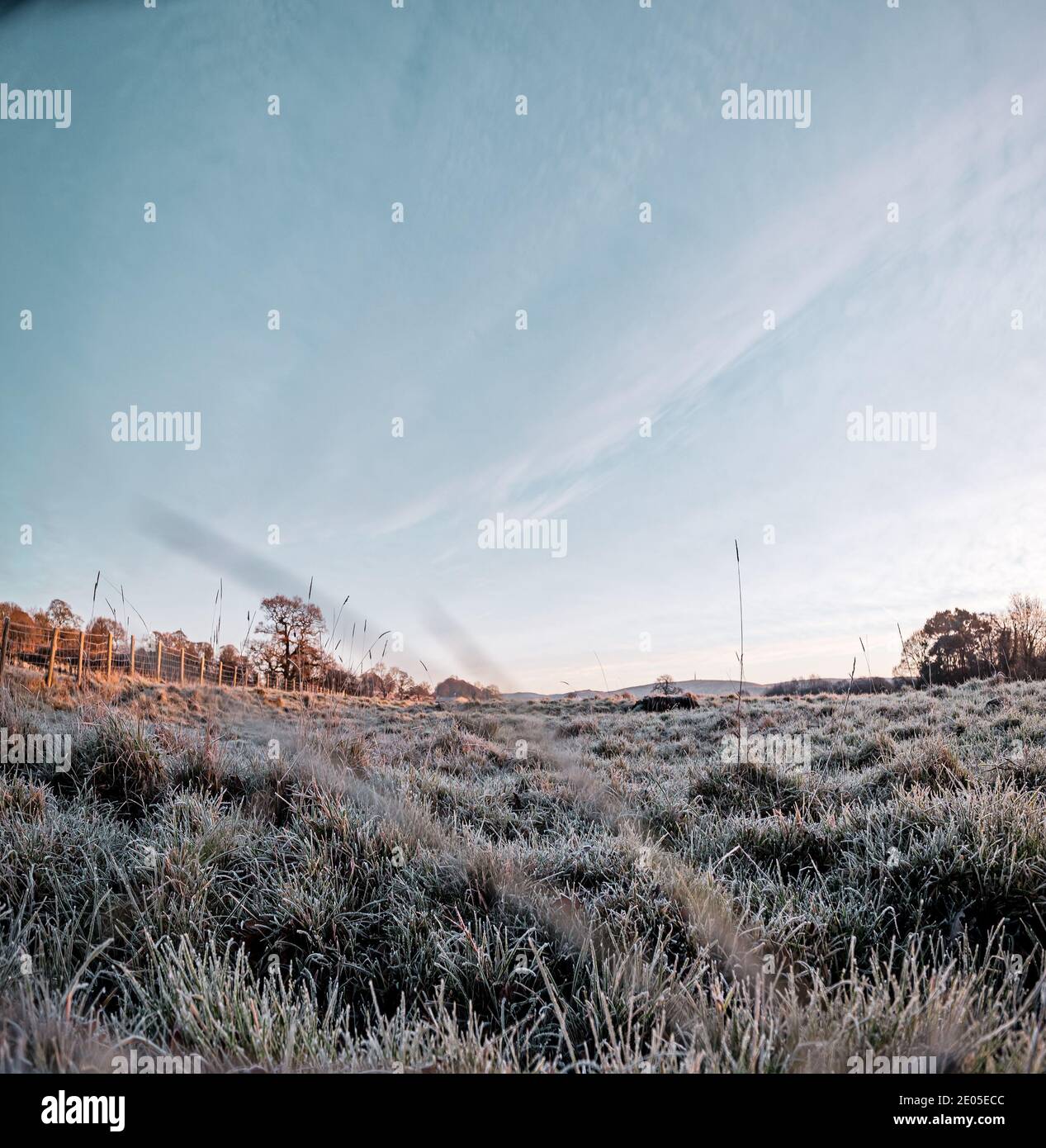 Low level, wide angle close up of frozen grass laden with dew on a ...
