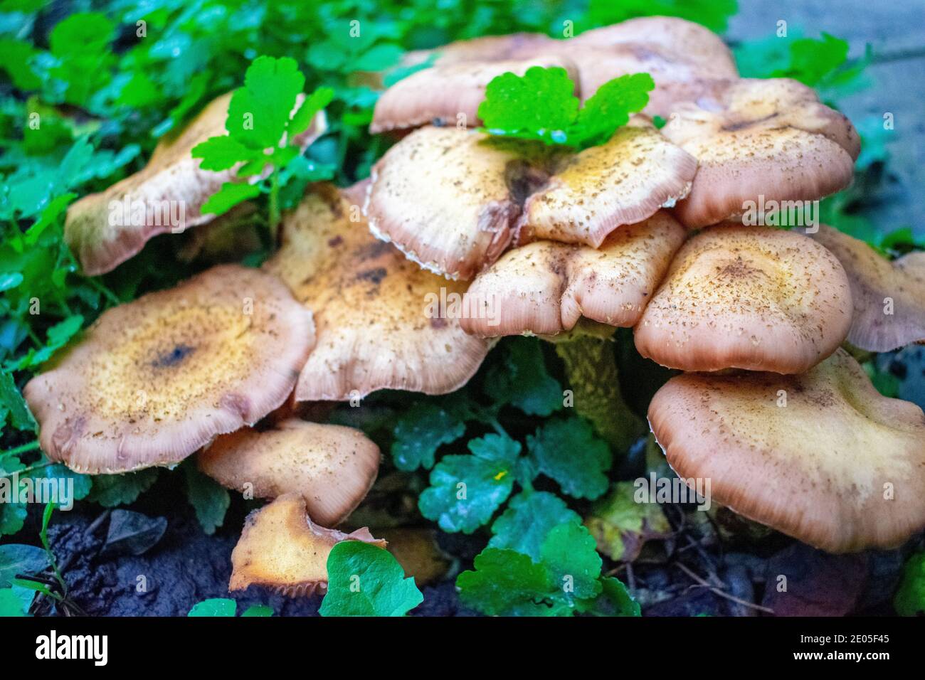 Big mycelium close up Stock Photo - Alamy