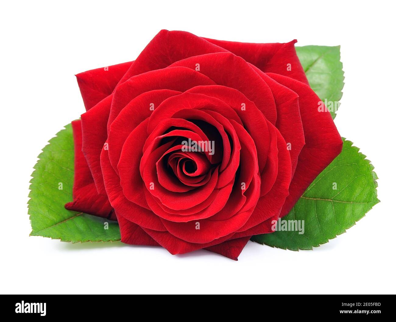 Single red rose isolated on white background. Scarlet rose Stock Photo ...