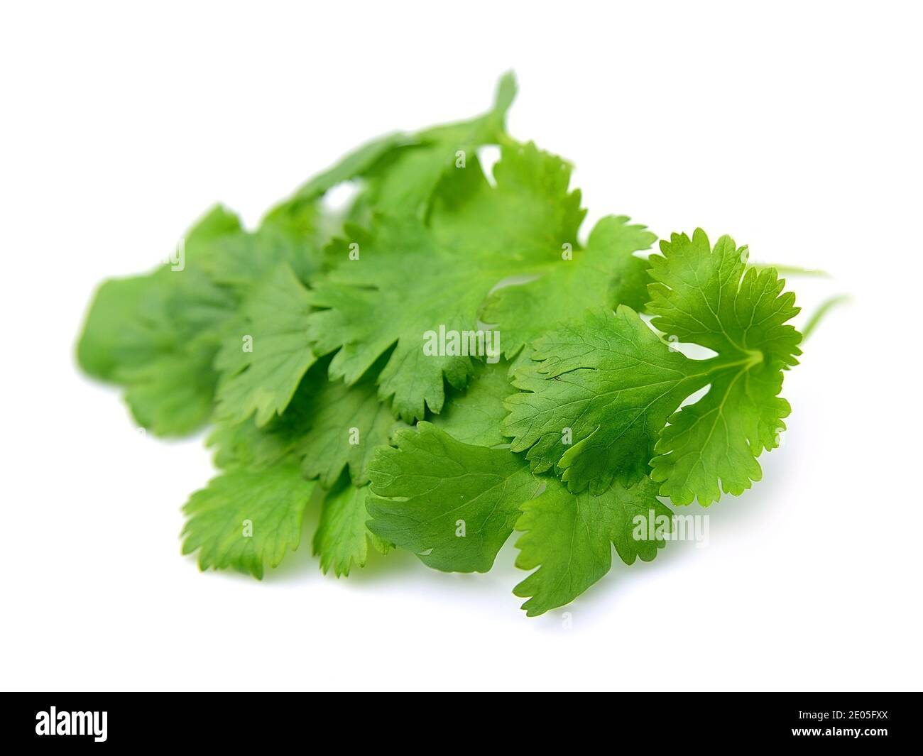 Cilantro plant up close garden Cut Out Stock Images & Pictures - Alamy