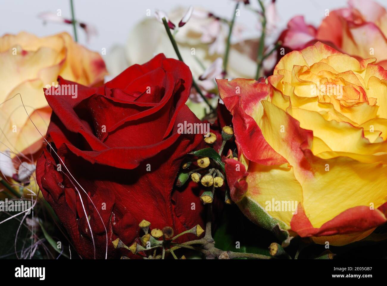many fresh colorful red yellow and pink roses together in a colorful ...