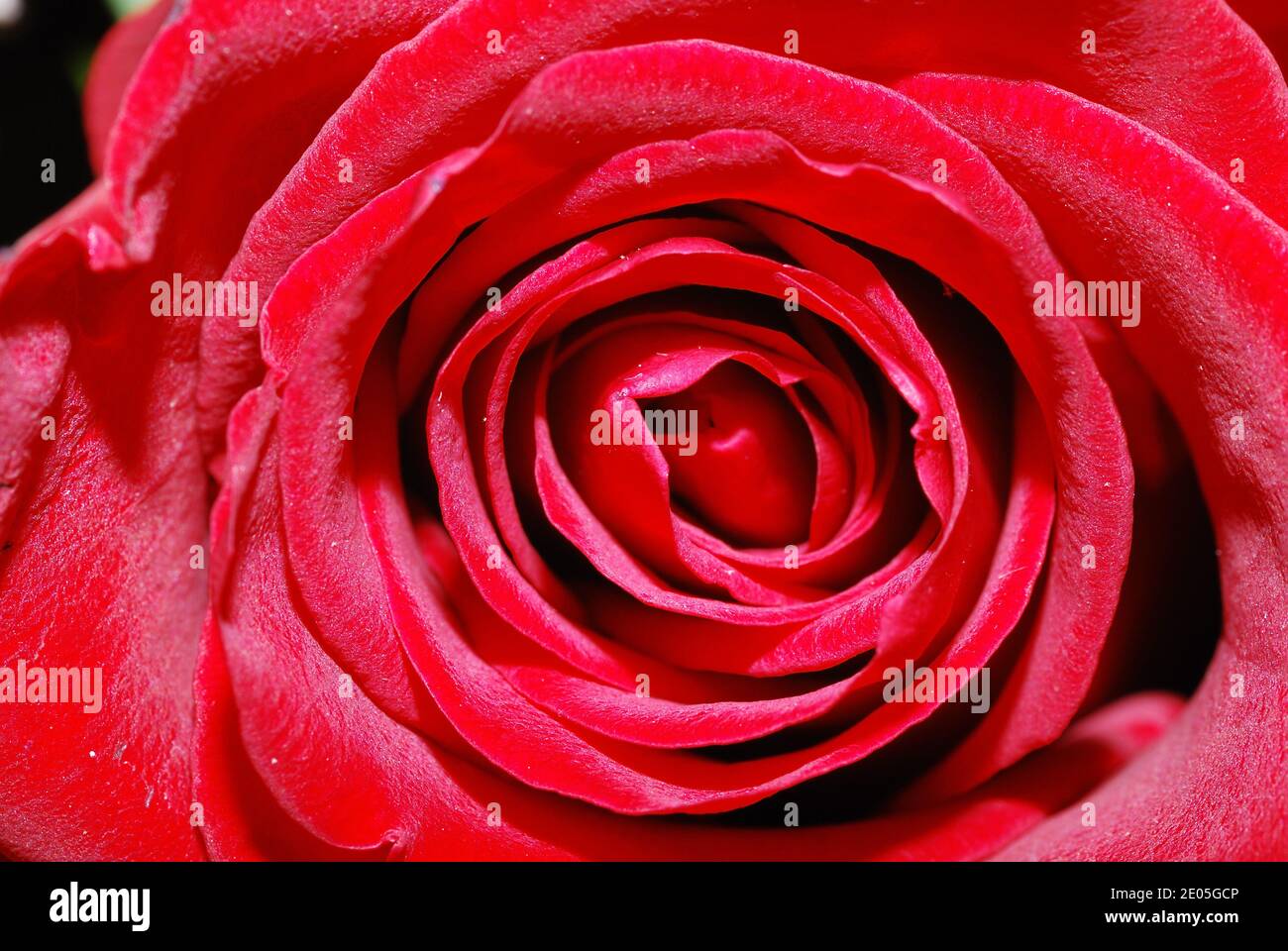 beautiful fresh red rose for the lady or girlfriend Stock Photo - Alamy